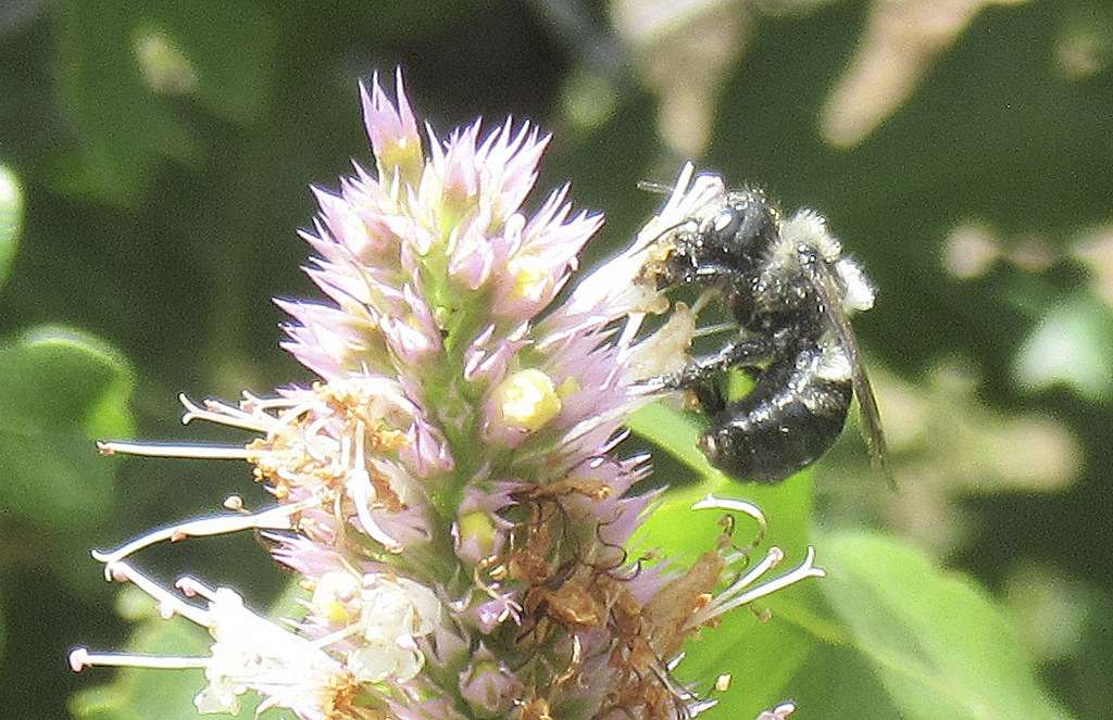 Mason Bees from Montrose County, CO, USA on July 07, 2022 at 11:55 AM ...