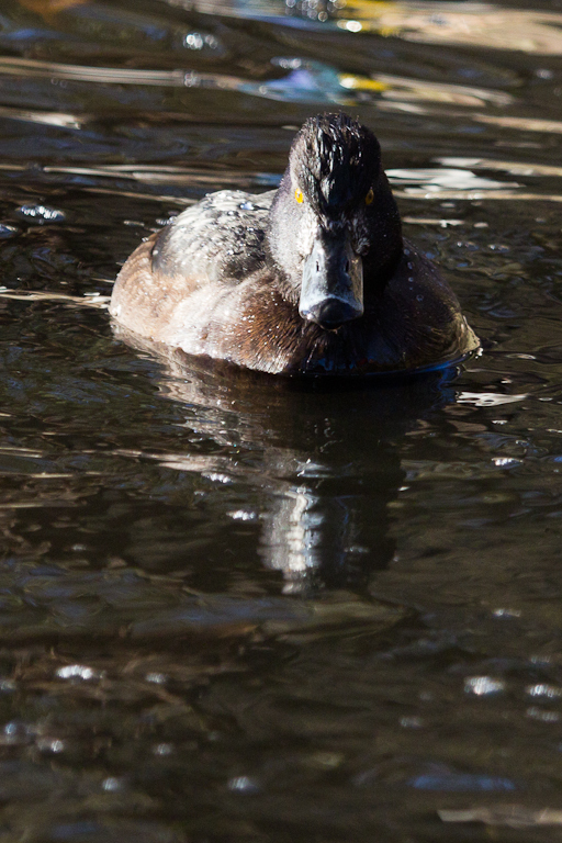 Tufted Duck from Wollaton, Nottingham, UK on December 29, 2015 at 05:58 ...