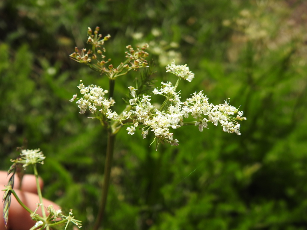 Spignel from Cantal, Auvergne, France on June 06, 2022 at 12:34 PM by ...