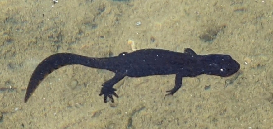 Alpine Newt from Hög, 6534 Serfaus, Østrig on July 09, 2022 at 08:03 PM ...