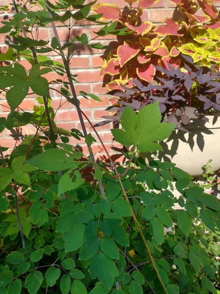 Japanese Hops from Dahlman, Omaha, NE, USA on July 09, 2022 at 09:36 AM ...