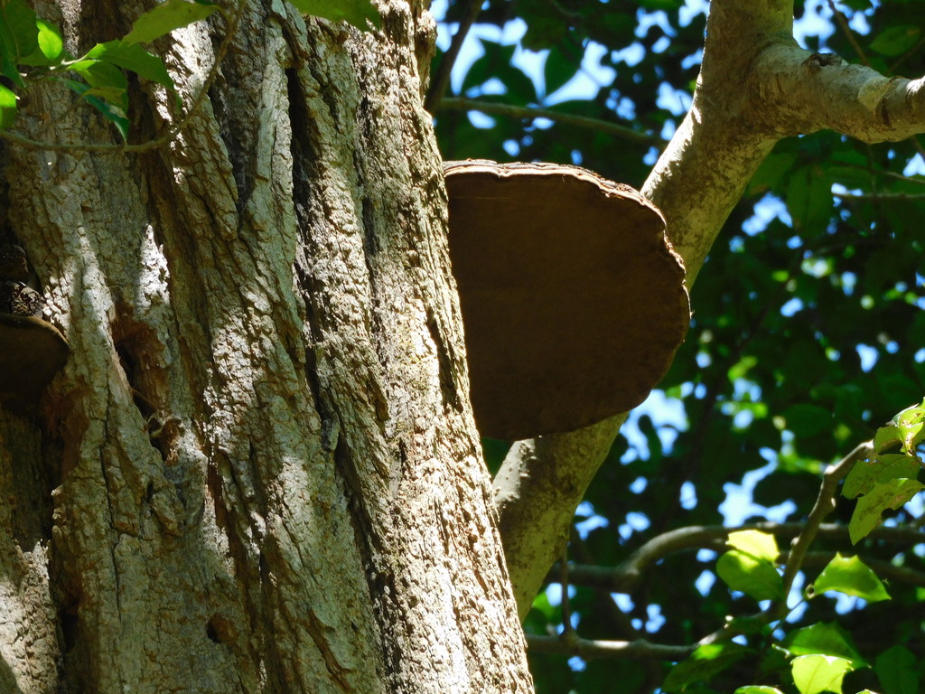 Cracked Cap Polypore from Charles County, MD, USA on June 30, 2022 at ...