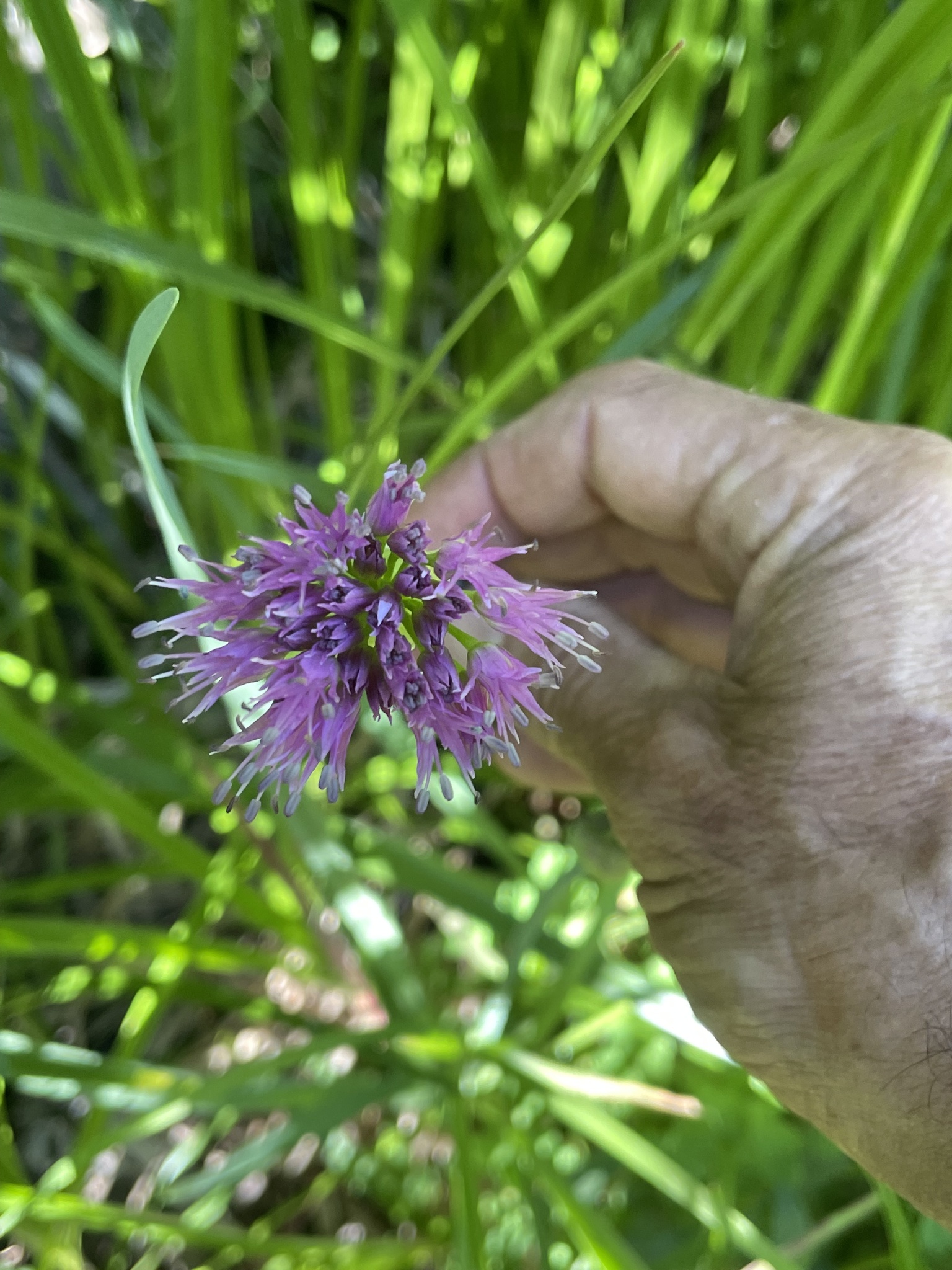 Allium validum S.Watson