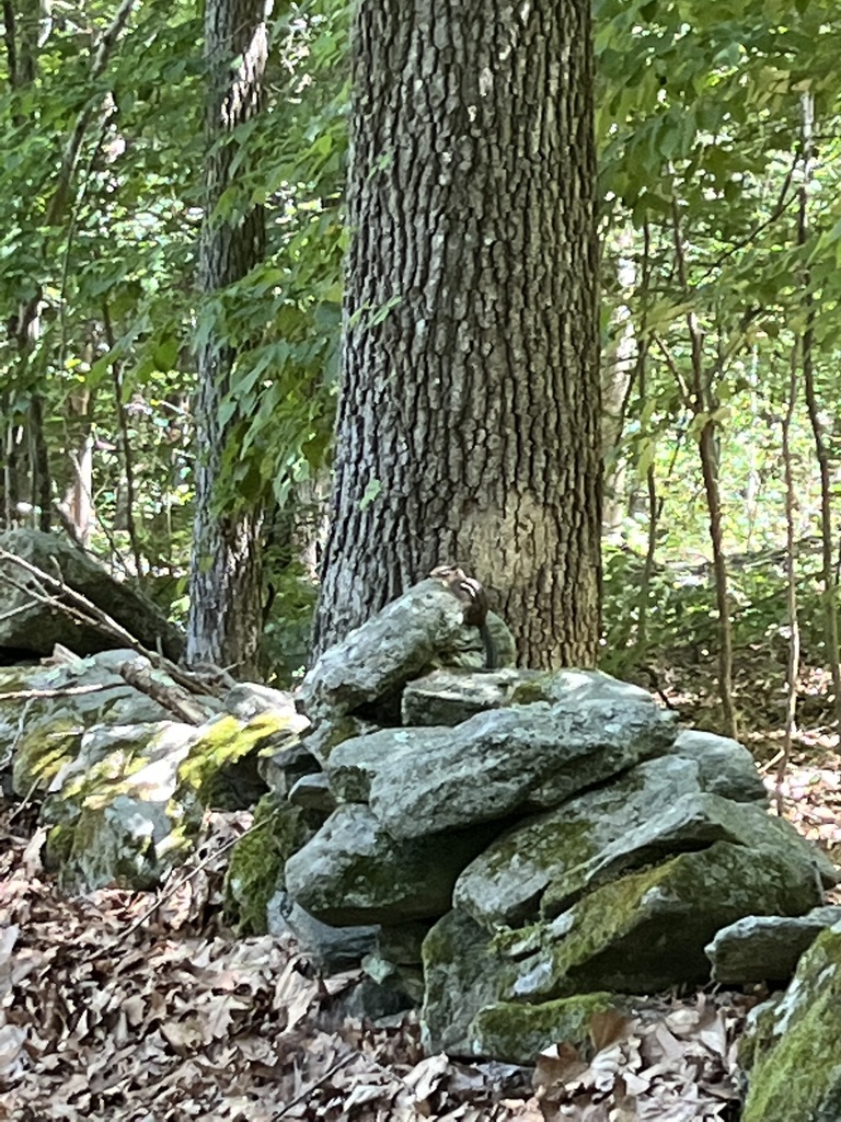 Eastern Chipmunk from Overbrook Rd, Madison, CT, US on July 09, 2022 at ...