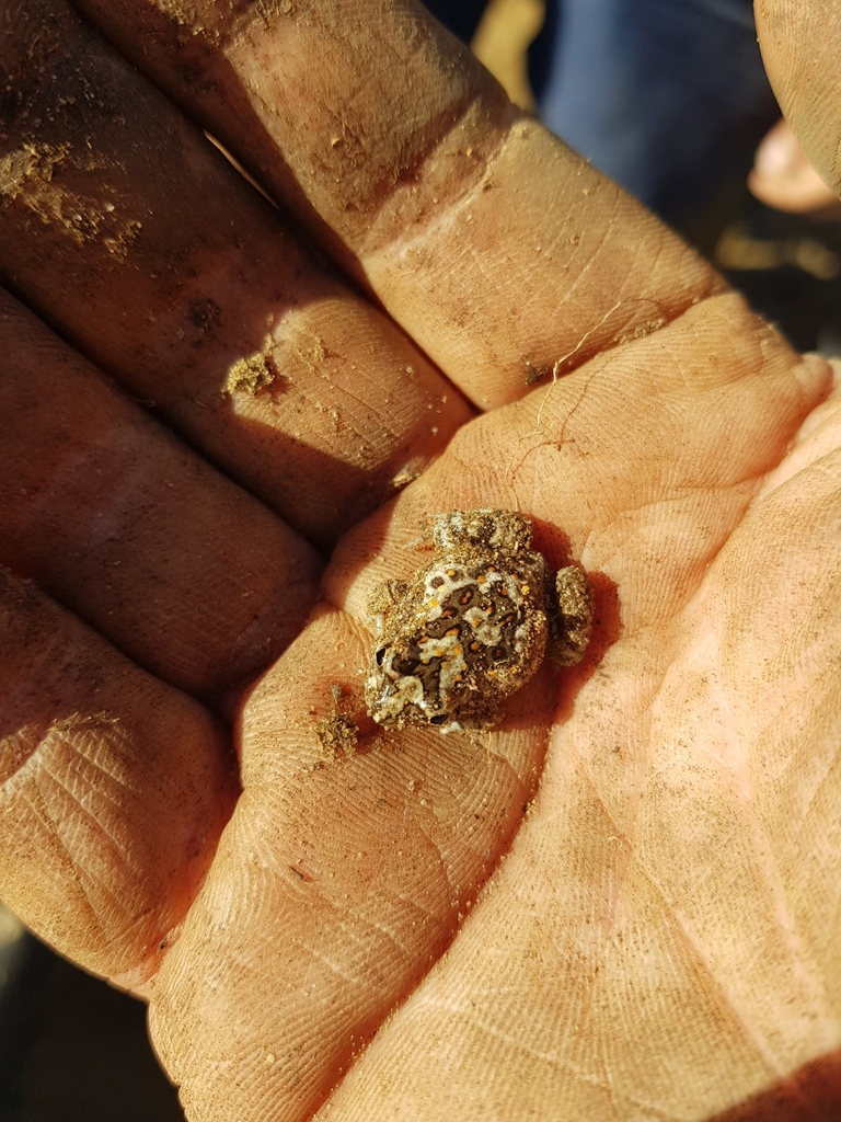 Sand Frogs from Nibela nyathini, Nibela, South Africa on June 29, 2022 ...