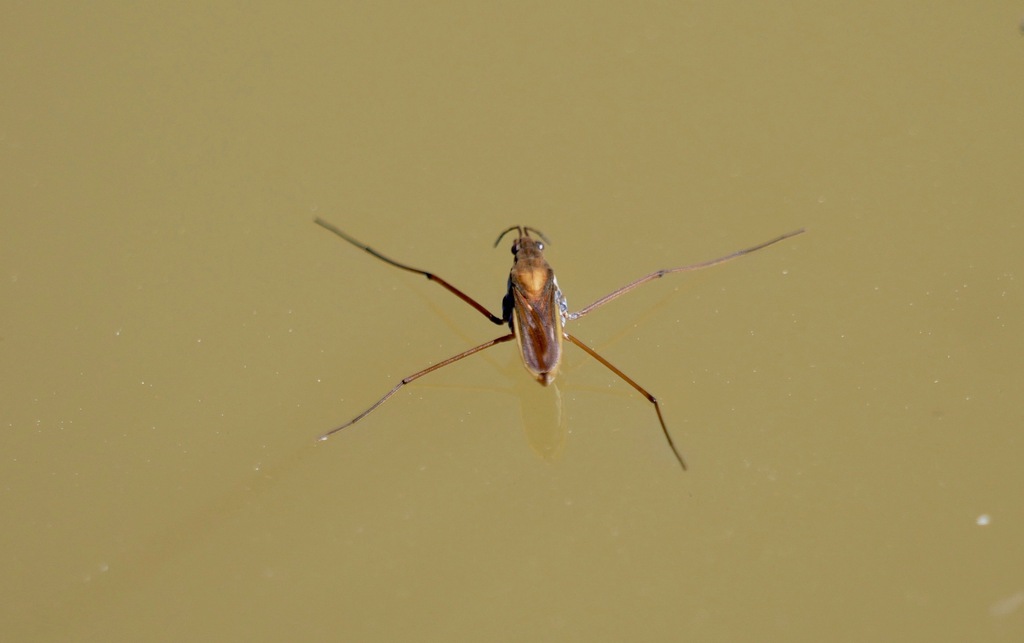 Gerris costae from Sigriswil, Schweiz on June 20, 2018 at 10:24 AM by ...
