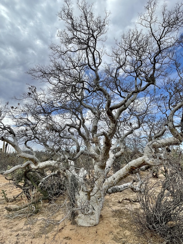 Baja Elephant Tree from Ensenada, BC, MX on July 08, 2022 at 04:41 PM ...