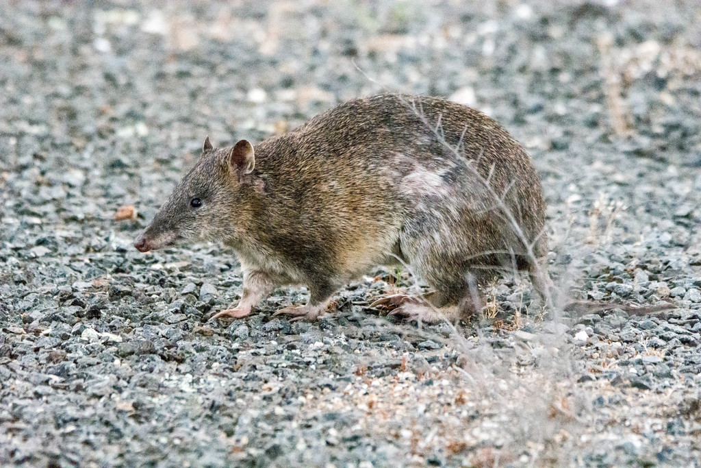 Bandicoots and Bilbies (Peramelemorphia) - Know Your Mammals