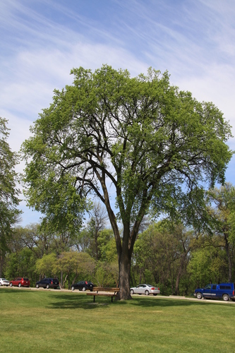 American Elm (White Elm) (Trees of Manitoba) · iNaturalist