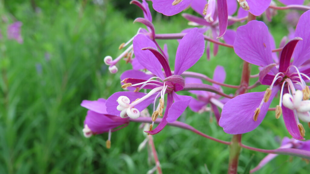 fireweed in July 2022 by Natalie · iNaturalist
