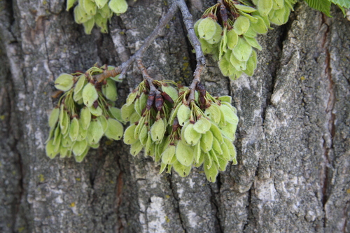 American Elm (White Elm) (Trees of Manitoba) · iNaturalist