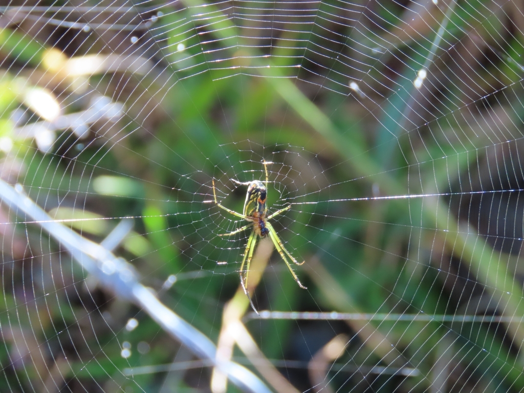 Orchard Spiders and Allies from Barbosa, Antioquia, Colombia on July 09 ...