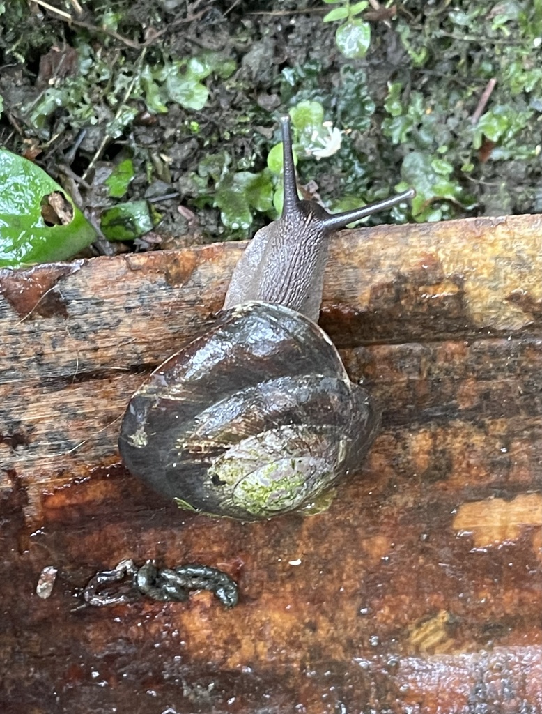 Puerto Rican Tree Snail from El Yunque National Forest, Río Grande ...