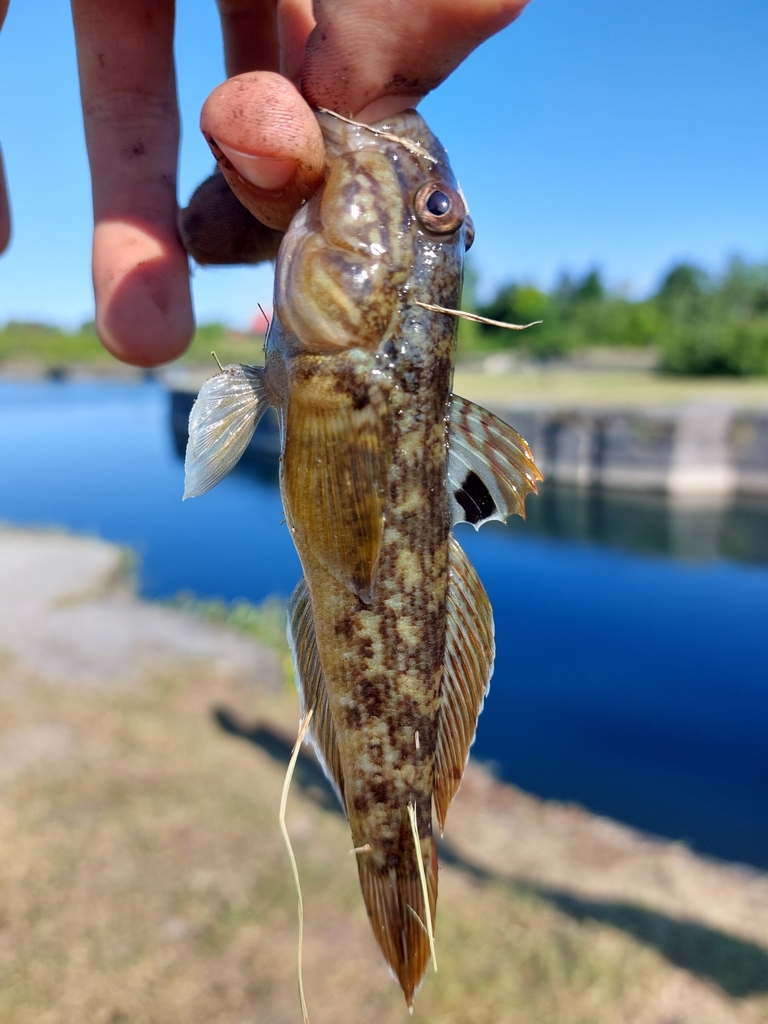 Round Goby from St Lawrence River, Edwardsburgh/Cardinal, ON, Canada on ...