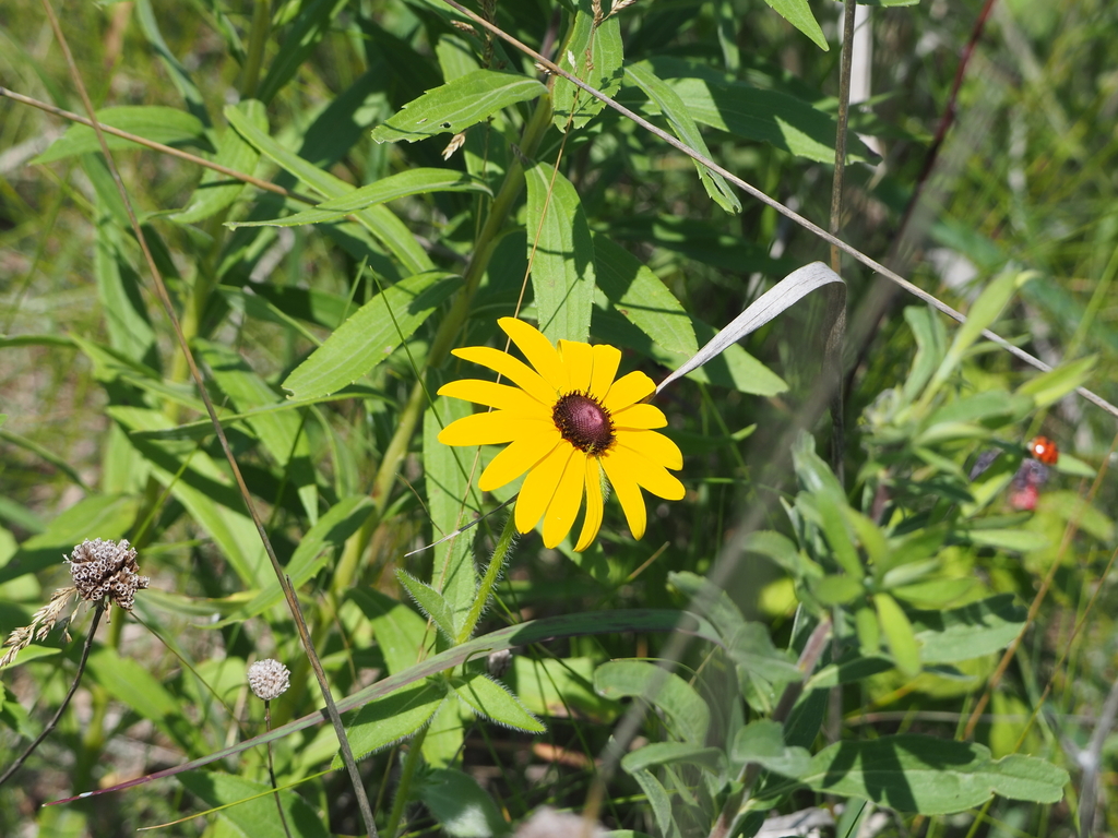 black-eyed Susan from Washington County, MN, USA on July 09, 2022 at 12 ...