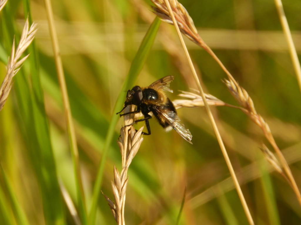 Bumble Bee Hover Fly from Восточный административный округ, Москва ...