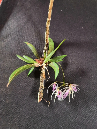 Macroclinium lexarzanum · iNaturalist United Kingdom