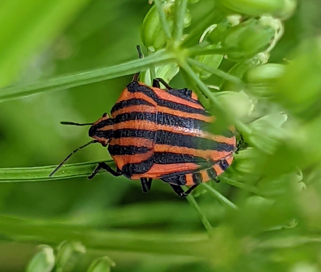 Continental Striped Shield Bug from LV-4139, Latvia on July 09, 2022 at ...