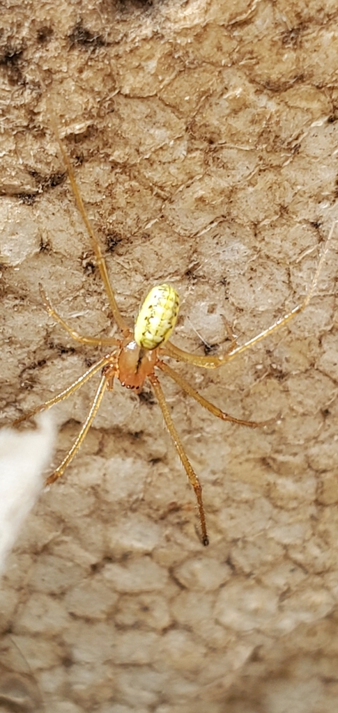 Common candy-striped spider from Victoria, BC V8Z 5N9, Canada on July 9 ...