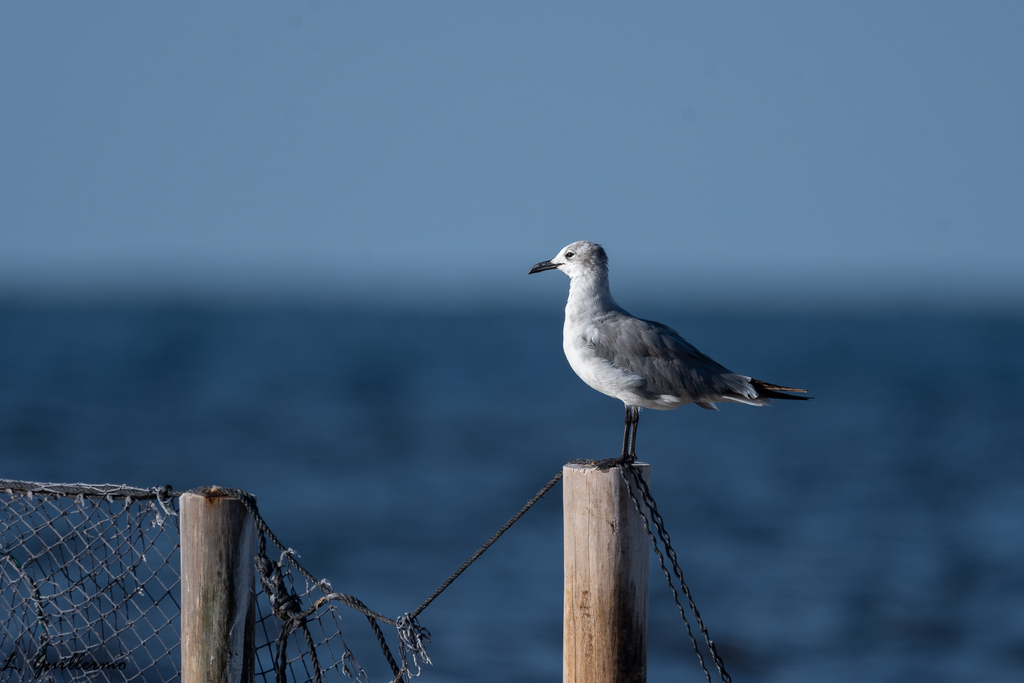 Laughing Gull from Benito Juárez, Q.R., México on July 06, 2022 at 08: ...