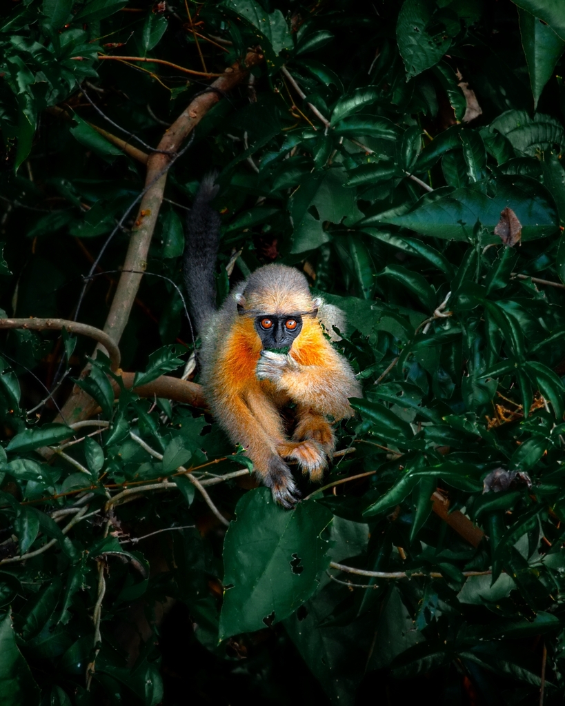 Capped Lutung in December 2020 by Md. Imrul Kayes · iNaturalist