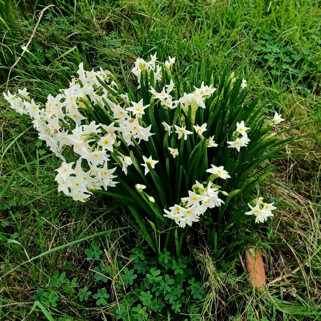 Bunch-flowered Daffodil from Geduld Boerdery Posbus 32055, Ottery, Cape ...