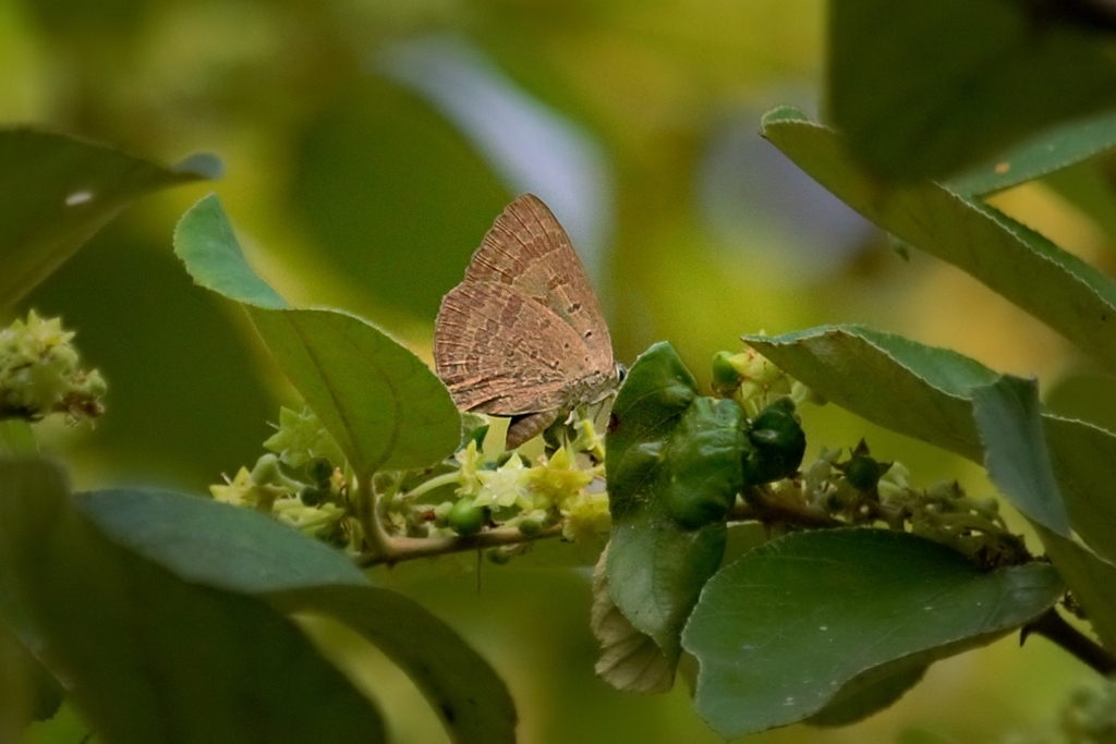 Indian Oakblue in October 2020 by Md. Imrul Kayes · iNaturalist