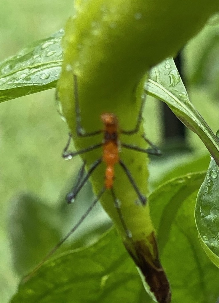 True Bugs from Winter Creek Rd, Sumter, SC, US on July 09, 2022 at 11: ...