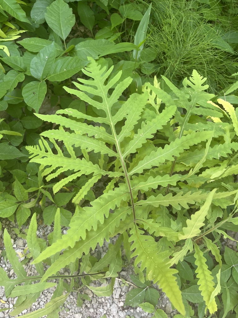 sensitive fern from The Holden Arboretum, Kirtland, OH, US on July 01 ...
