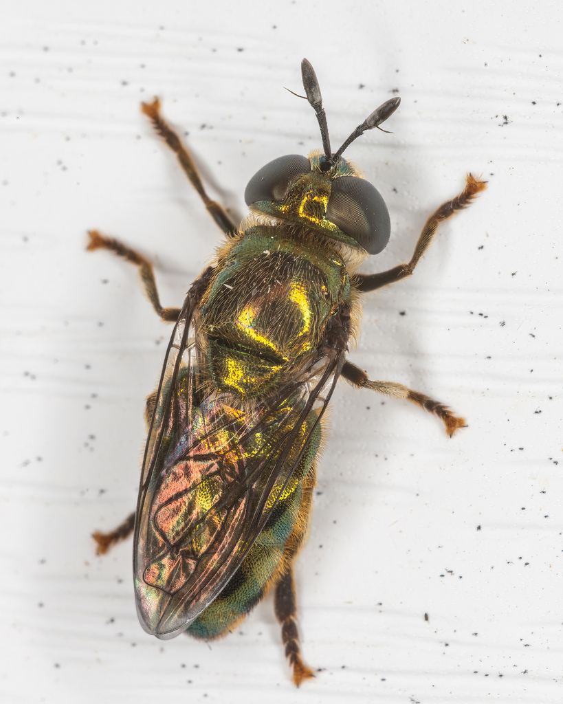 Large Metallic Ant Fly from Montgomery County, Virginia, USA on July 4 ...