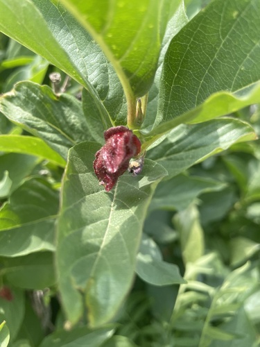 Observations by kickpuncher · iNaturalist