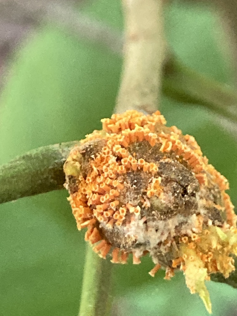 ash rust from Van Cortlandt Park, New York, NY, US on July 9, 2022 at ...
