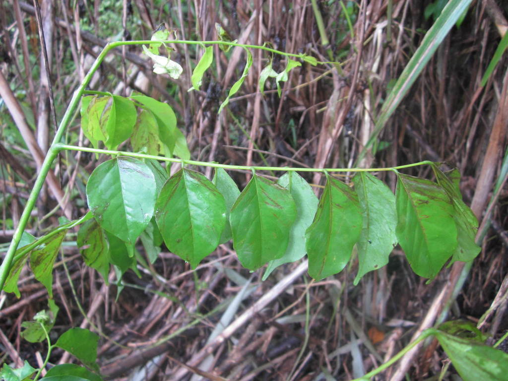 dao (Dracontomelon dao) - Botanical Realm