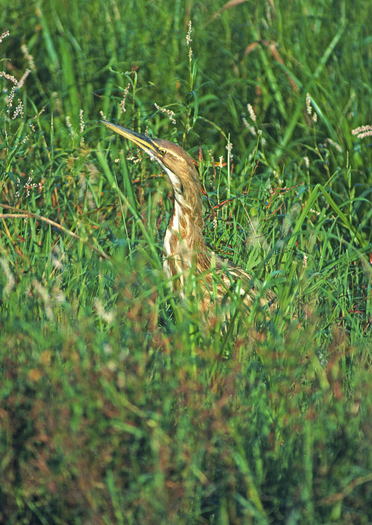 American Bittern from Attwater Prairie Chicken N.W.R. on October 2 ...