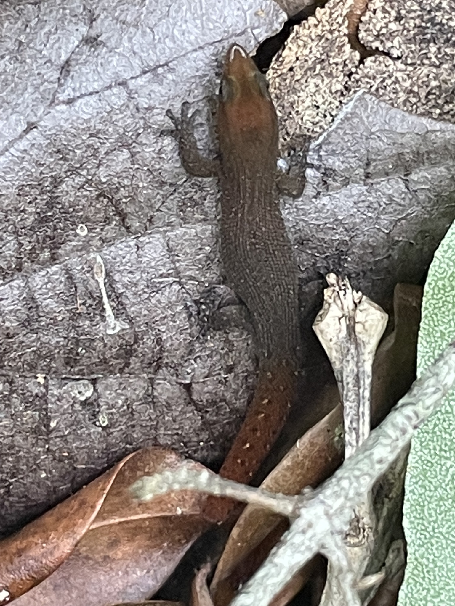 Sphaerodactylus fantasticus Duméril & Bibron, 1836