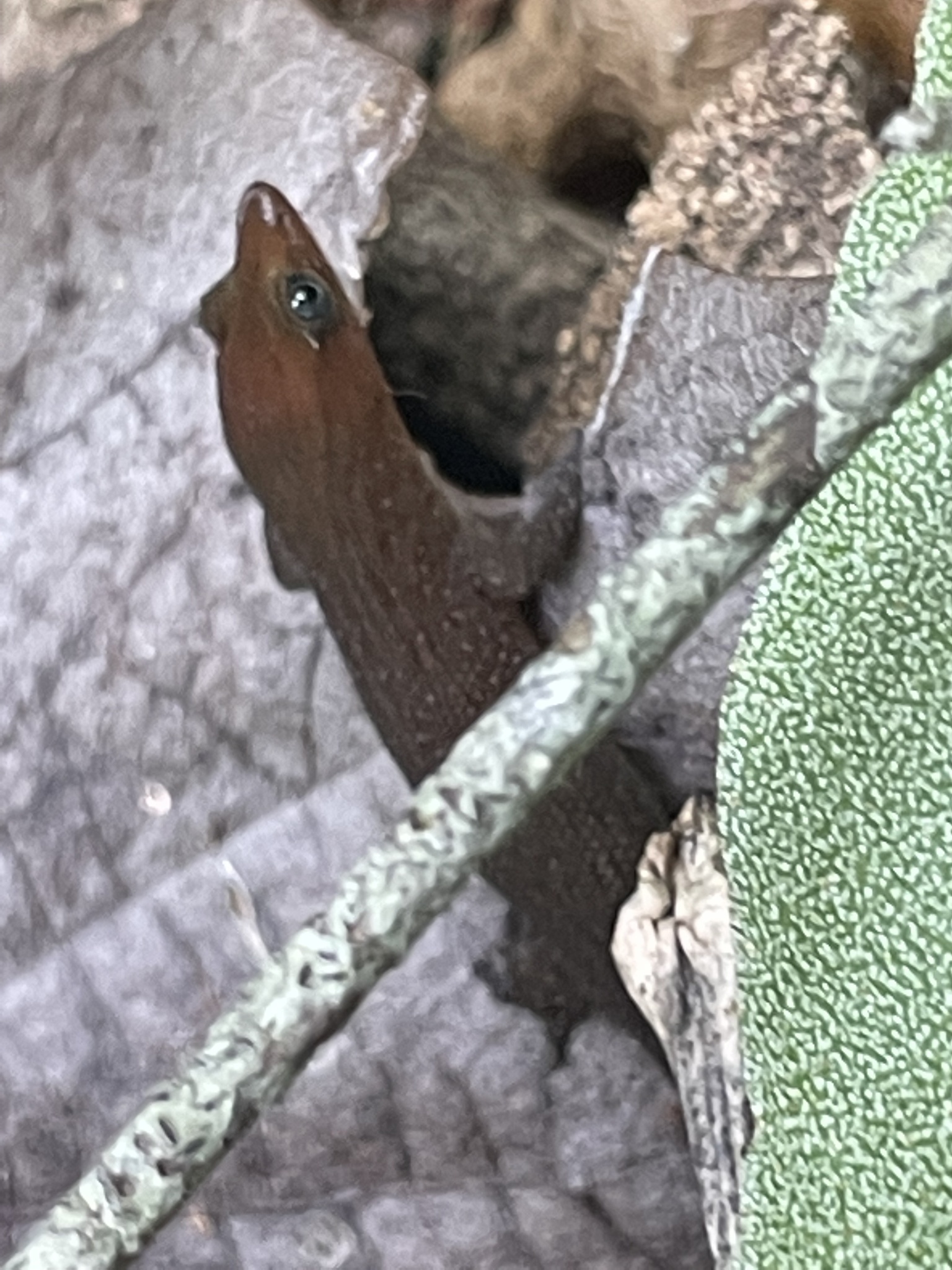 Sphaerodactylus fantasticus Duméril & Bibron, 1836