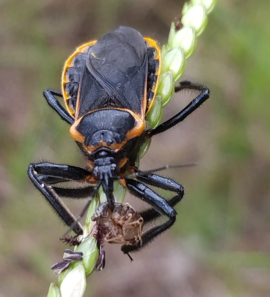 Eastern Bee Assassin from Telfair County, GA, USA on July 9, 2022 at 01 ...