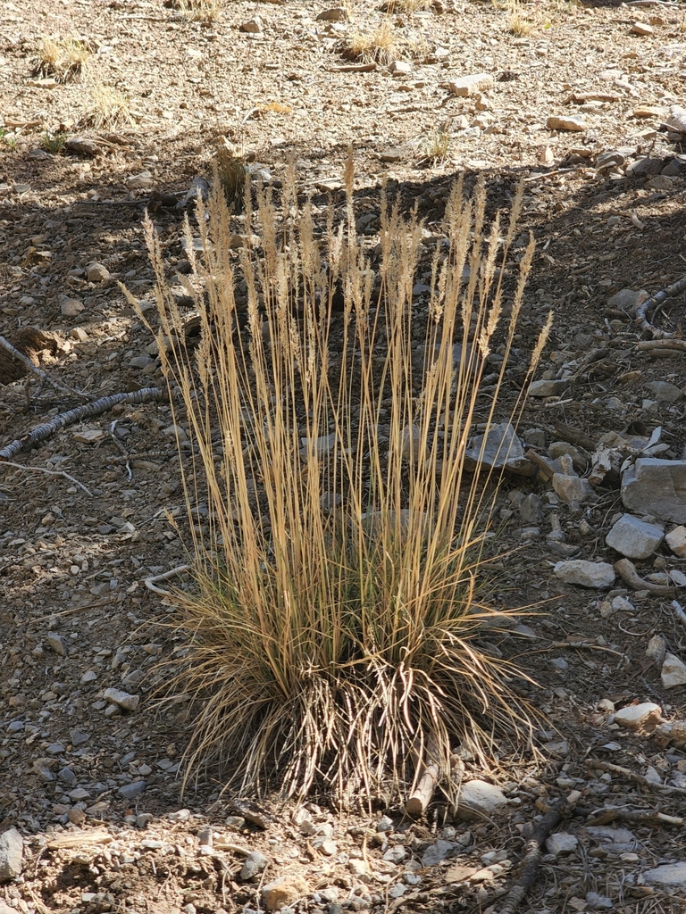 Meadow-grasses from Mt Charleston, NV 89124, USA on July 9, 2022 at 09: ...