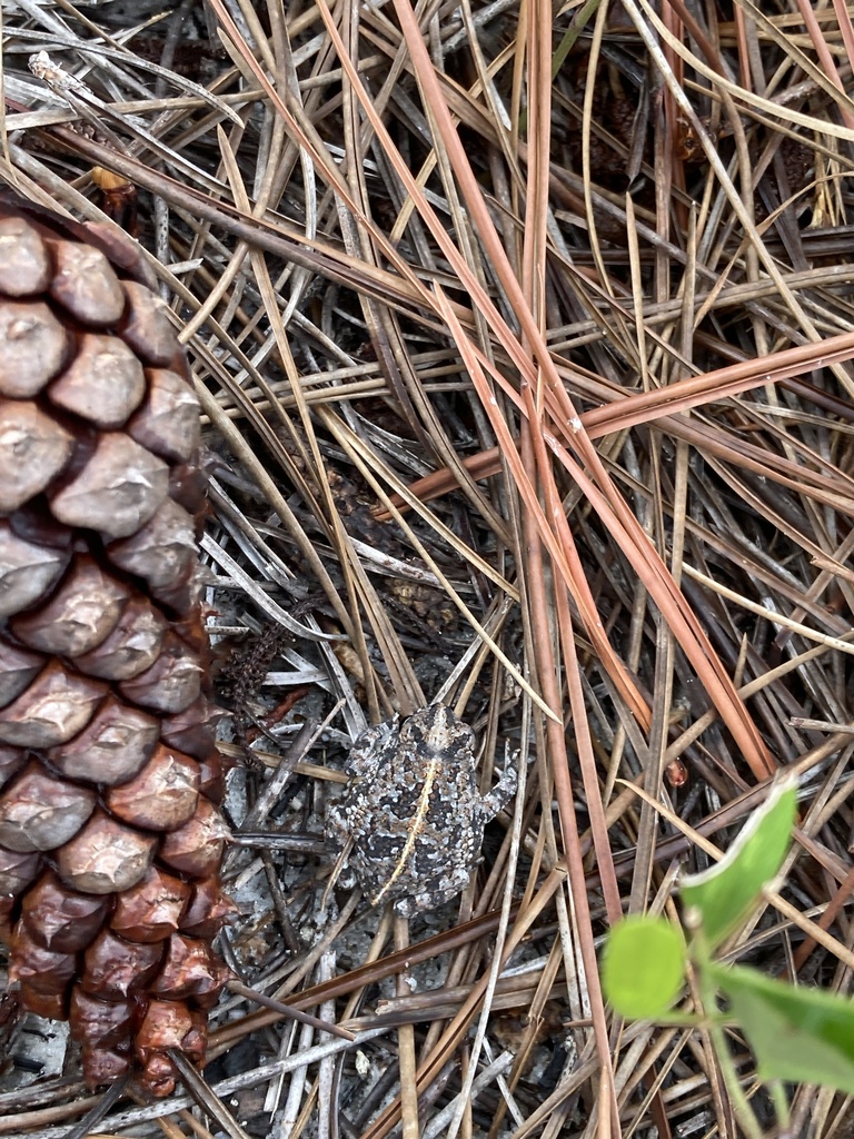 Oak Toad from Port Saint Joe, FL, US on July 09, 2022 at 12:15 PM by ...
