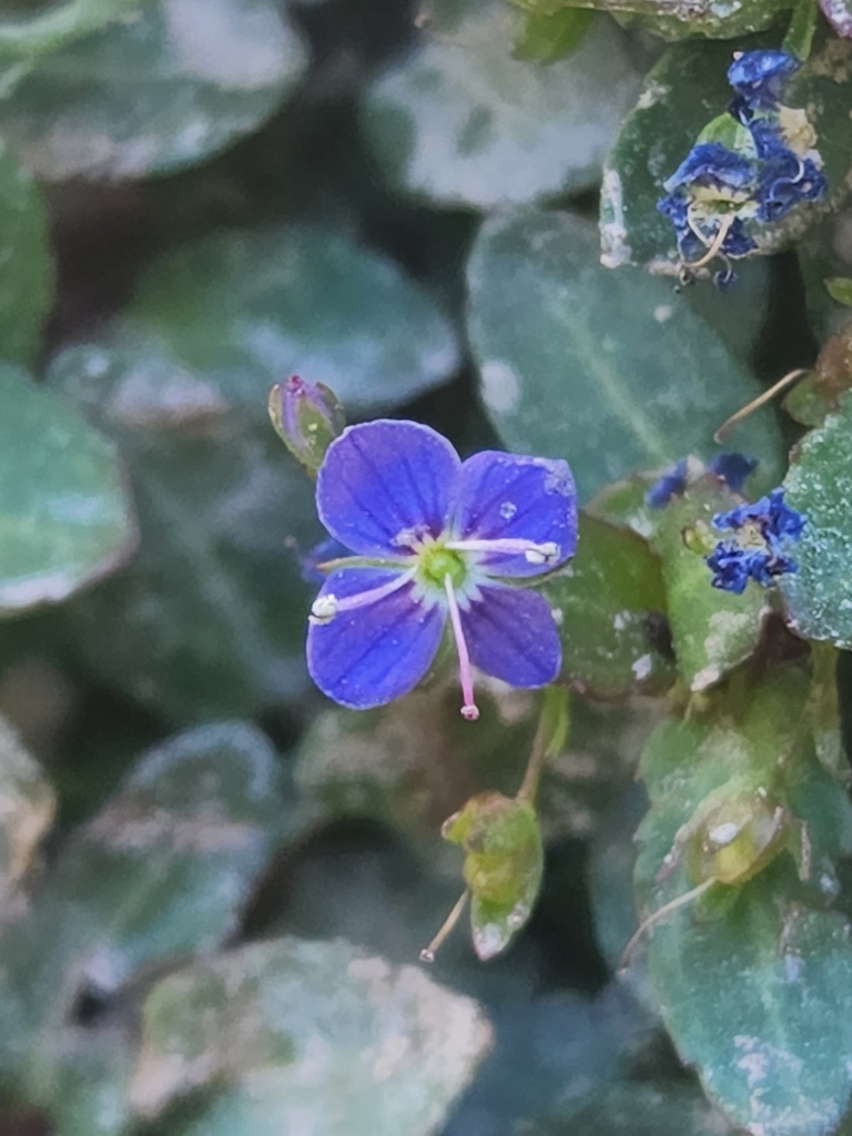 American brooklime from Mt Charleston, NV 89124, USA on July 09, 2022 ...