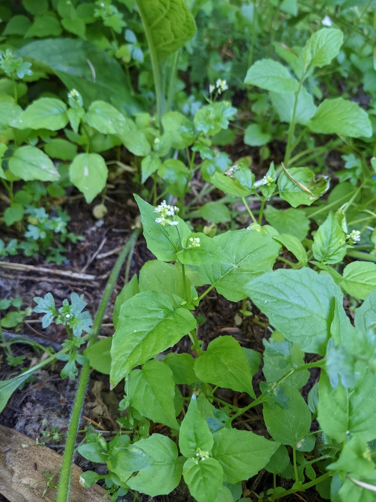 Alpine Enchanter's-nightshade from Linn County, OR, USA on June 26 ...