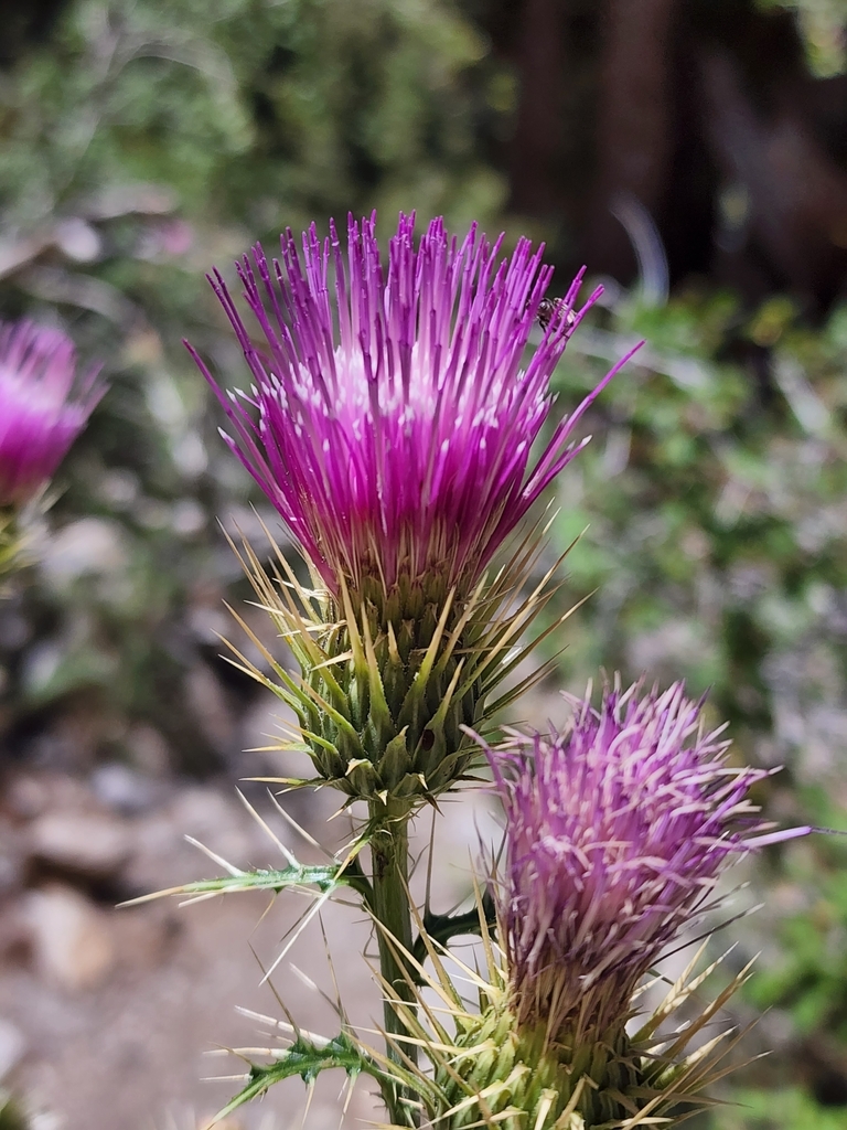desert mountain thistle from Mt Charleston, NV 89124, USA on July 9, 2022 at 12:01 PM by ...