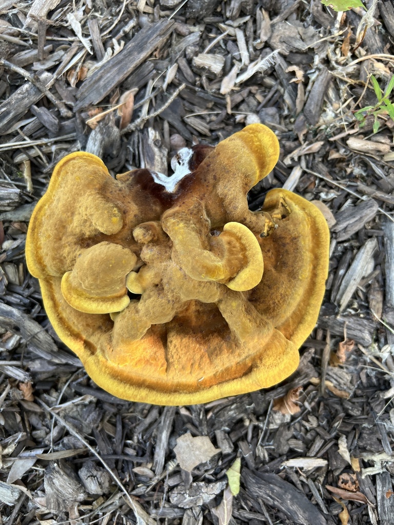 Dyer's Polypore from Swallow Ln, North Oaks, MN, US on July 9, 2022 at ...