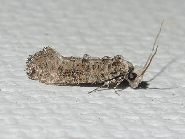 Clemens' Bark Moth in July 2022 by privatenoaccess. Three species with ...