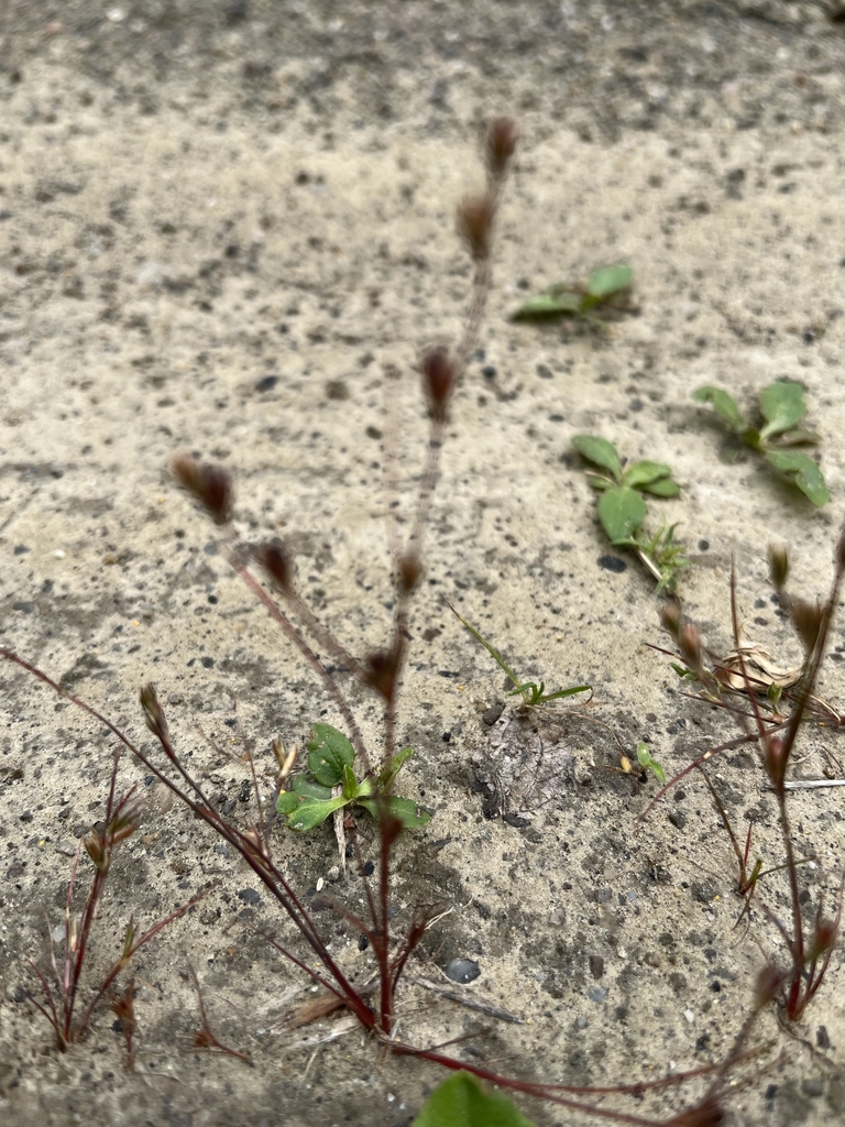 Toad rush from McKean County, PA, USA on July 6, 2022 at 11:06 AM by ...