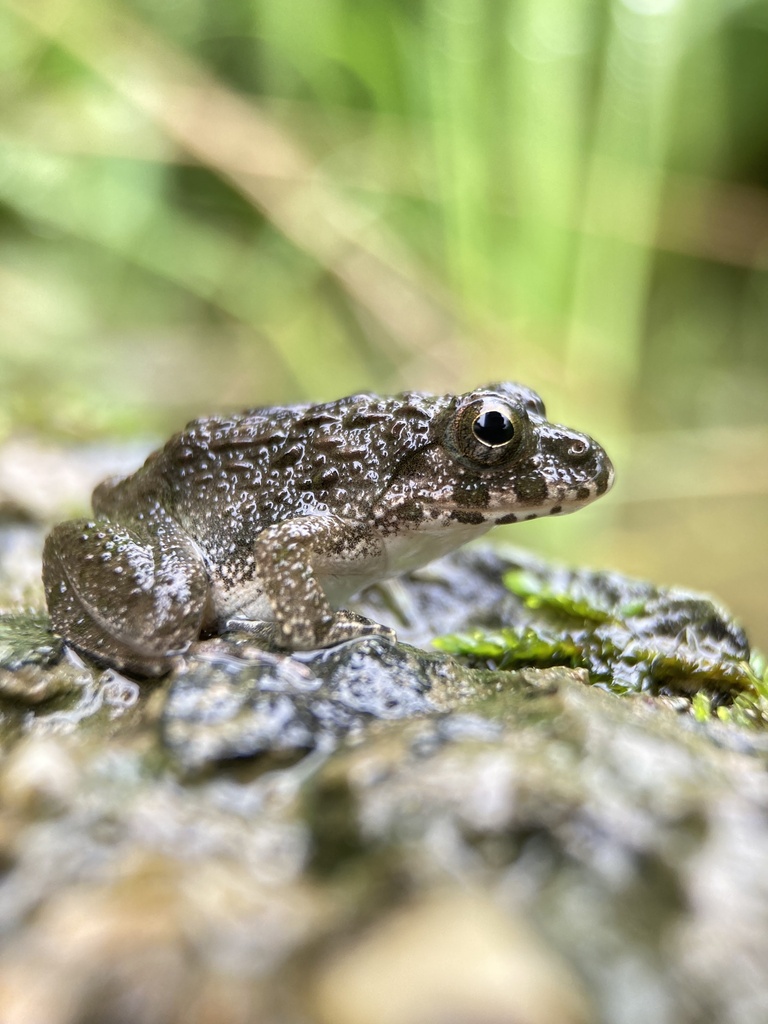 Rice field frog from 和泉町宮前, 安城市, 愛知県, JP on July 10, 2022 at 07:41 AM ...