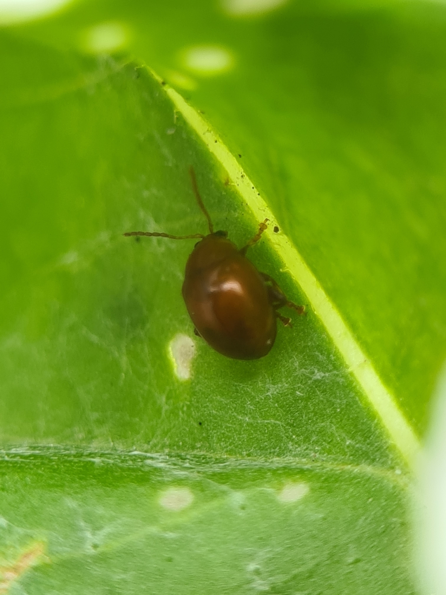Sphaeroderma testaceum (Fabricius, 1775)