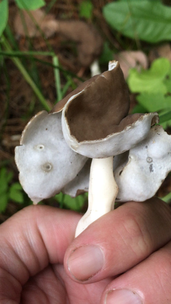 Helvella compressa from Idaho Panhandle National Forest, Priest River ...