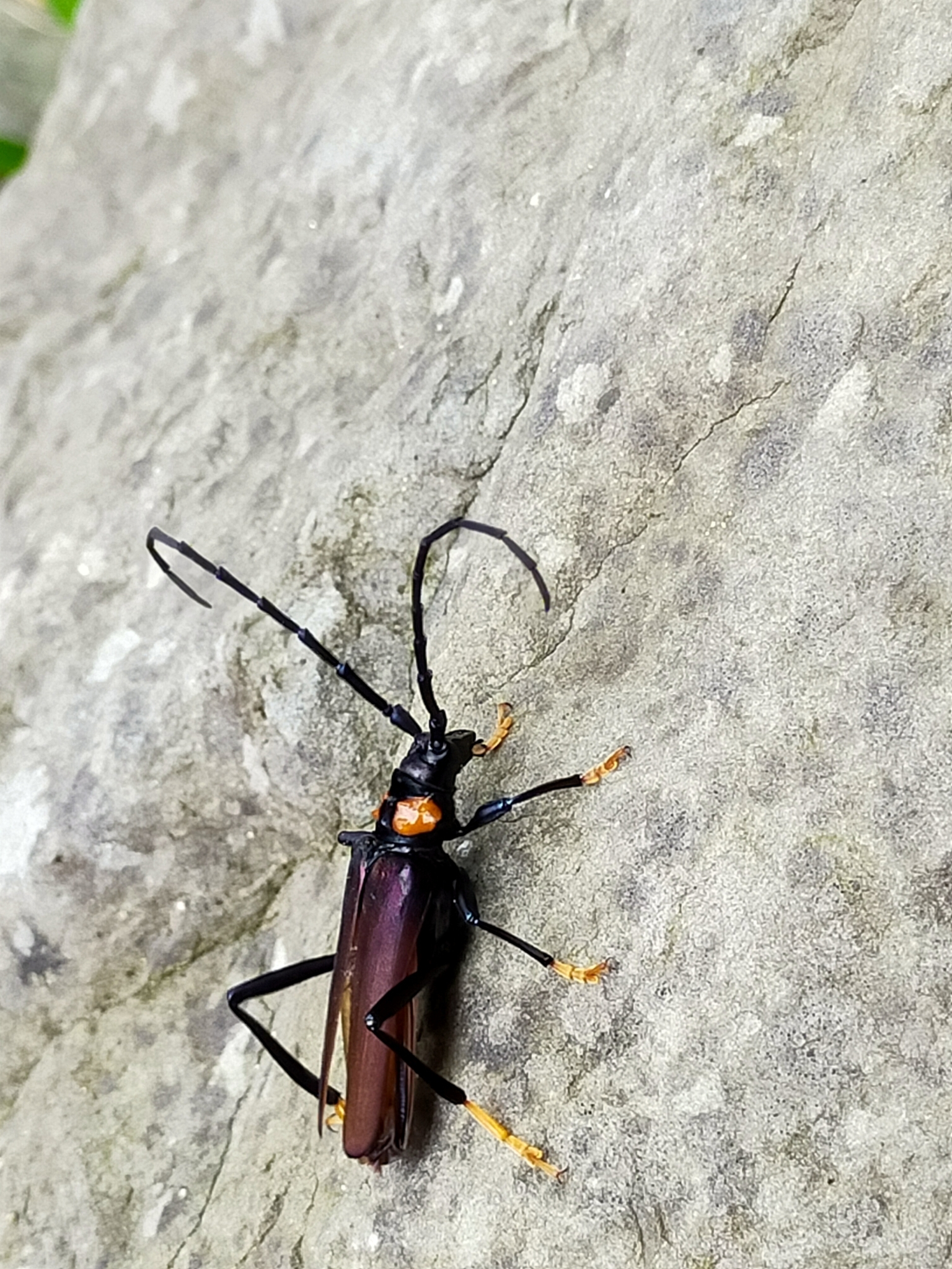 Aphrodisium faldermannii (Saunders, 1853)