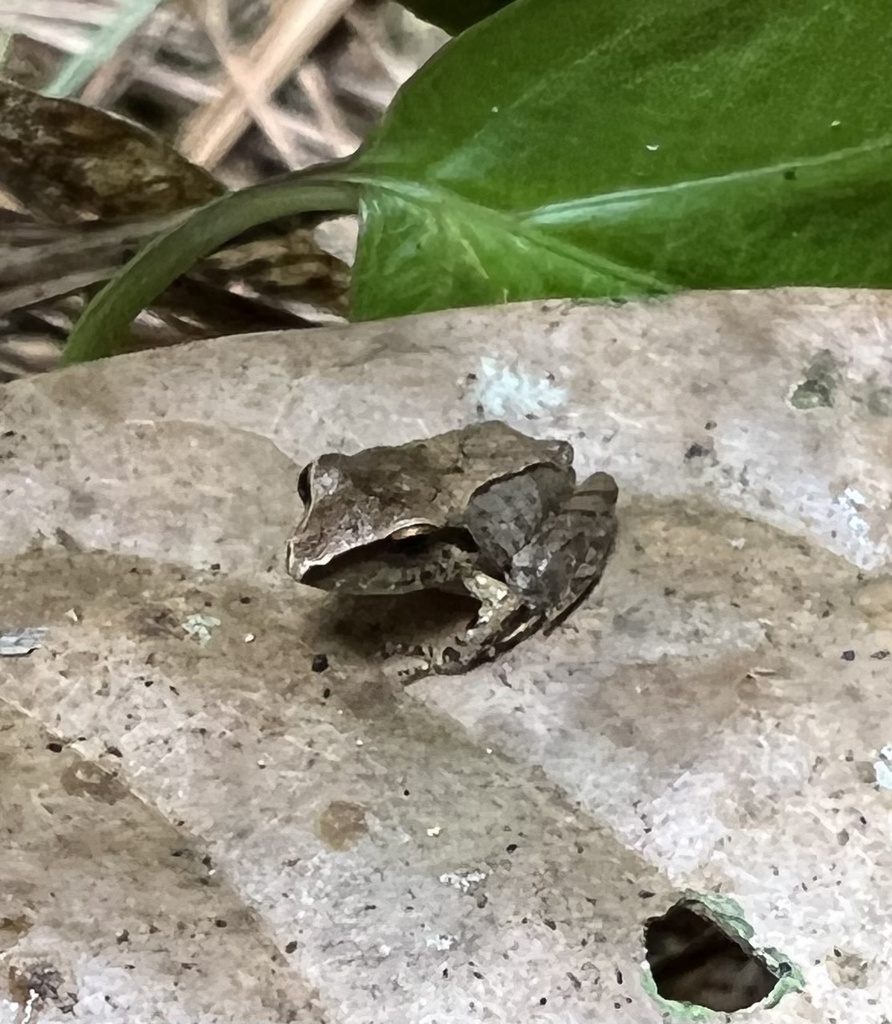 Cachabi Robber Frog from Santuario de Fauna y Flora Otun Quimbaya ...